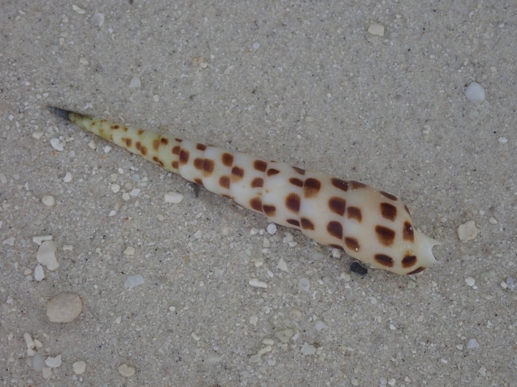 Chocolate Spotted Auger from Maldives on March 18, 2022 at 05:26 PM by ...