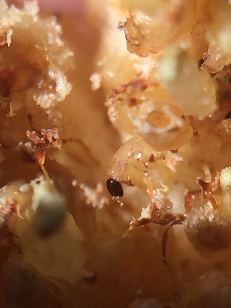 Port Jackson Fig Wasp from Auckland, New Zealand on May 12, 2022 at 12: ...