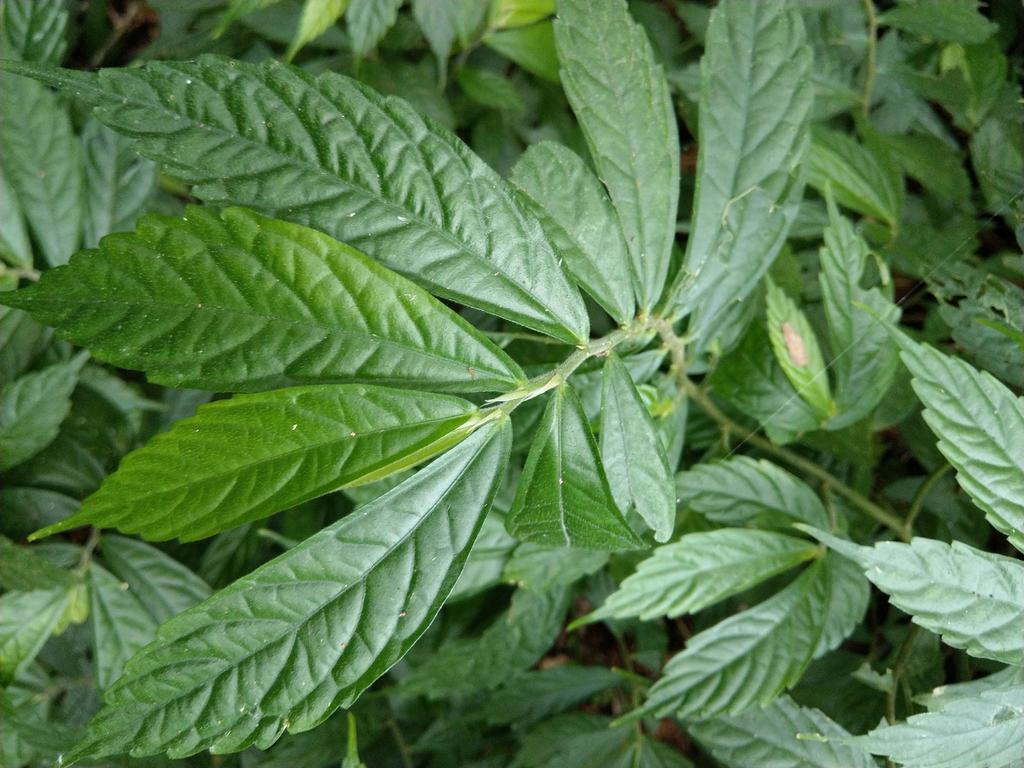 Large lineolate Elatostema from 424台灣台中市和平區東崎路一段49號 on June 04, 2018 at ...