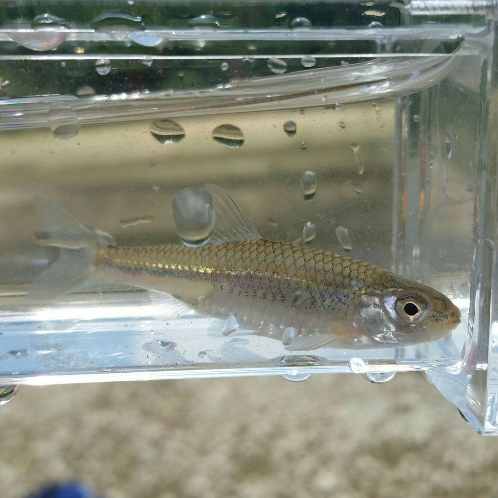 Sand Shiner (Wildlife of John Martin Reservoir State Park) · iNaturalist