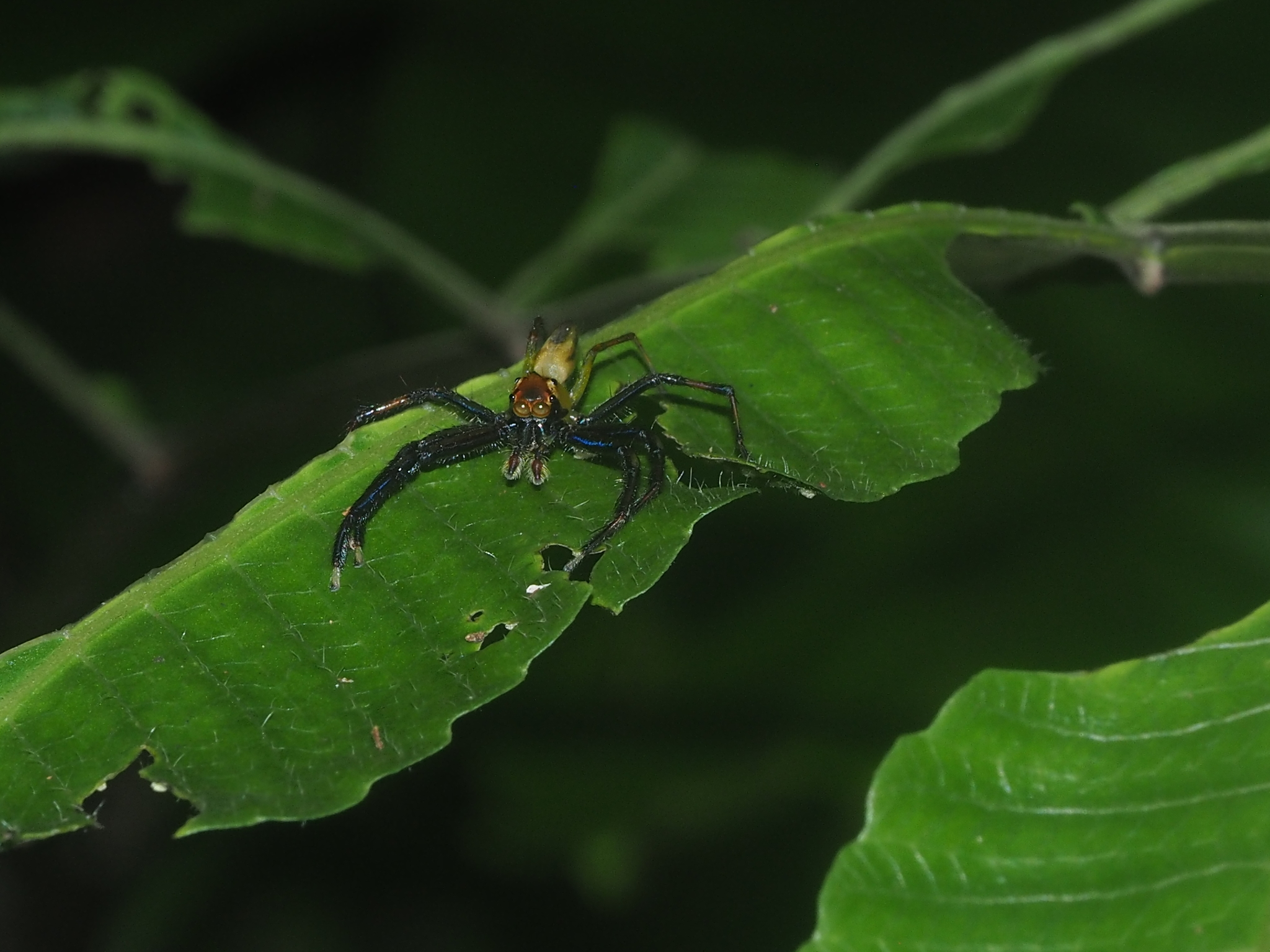 Epeus tener (Simon, 1877)