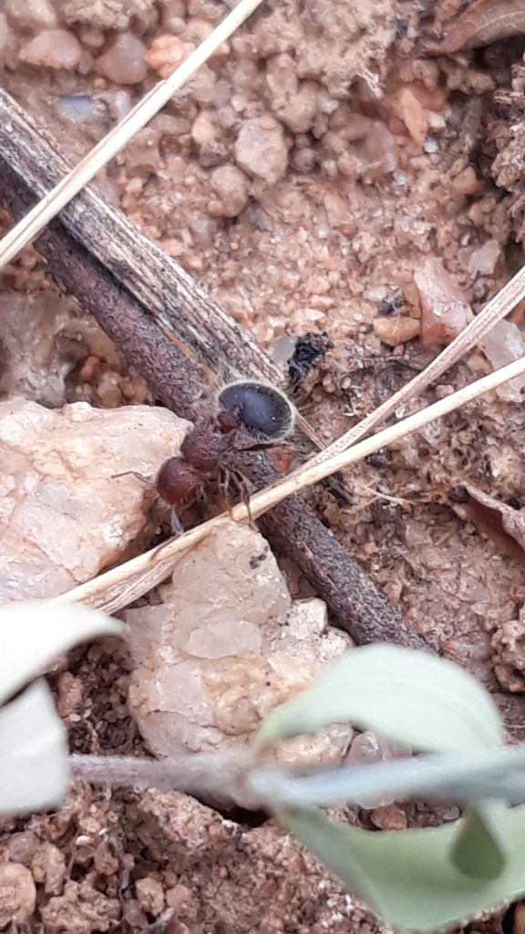 Bicolored Shield Ant from FG3F+VQP Mahendra Hills Top, Mahendra Hills ...
