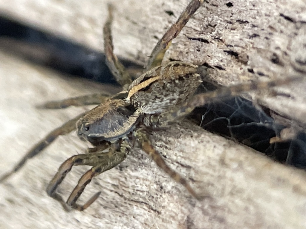 Striped Wolf Spiders from Frankston South, VIC, AU on May 12, 2022 at ...
