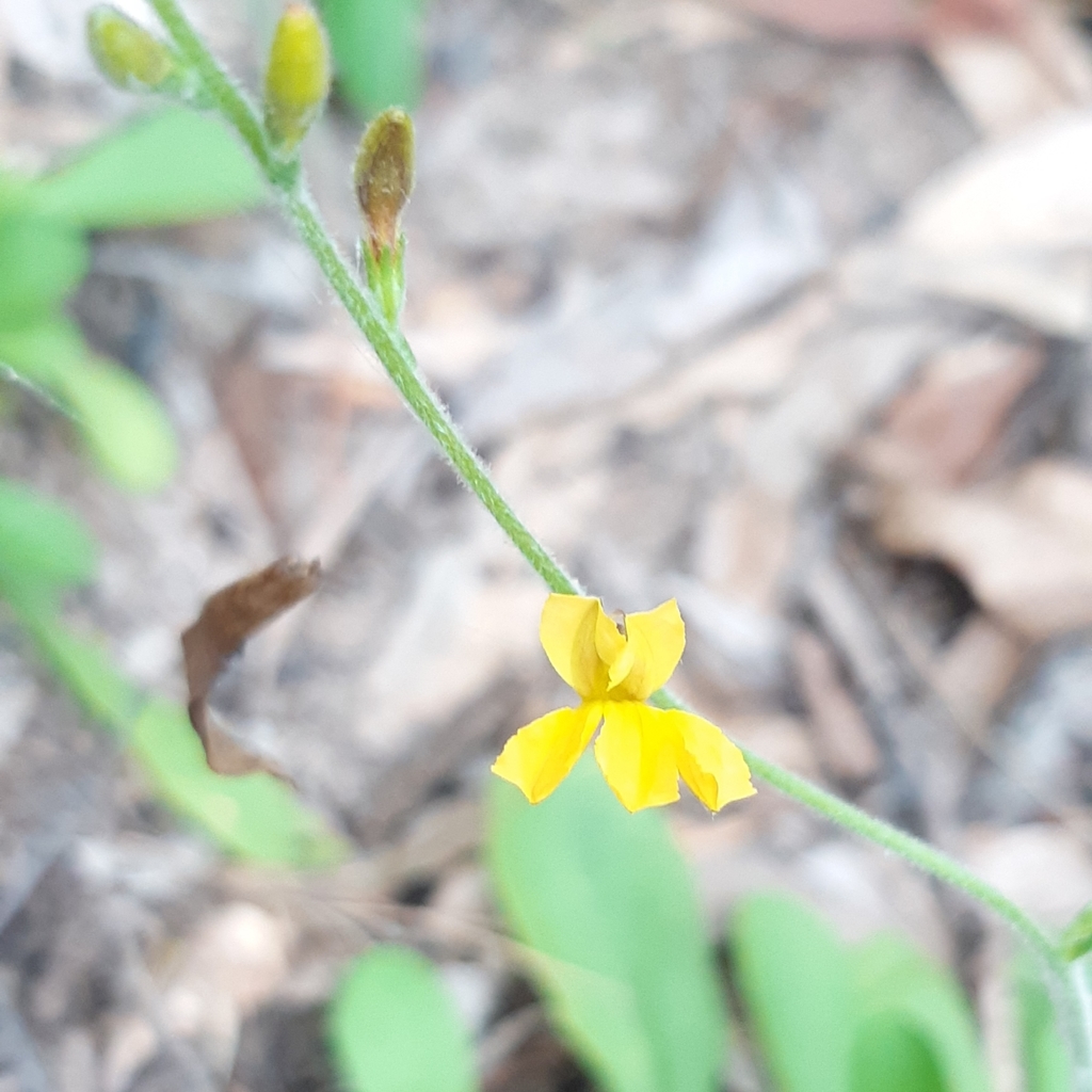 goodenias from Glenbar QLD 4620, Australia on May 06, 2022 at 03:25 PM ...