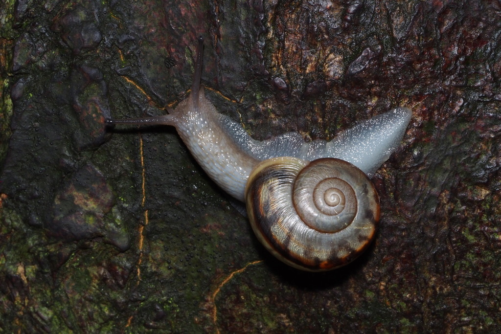 Euhadra amaliae in June 2015 by harum.koh. may be イセノナミマイマイ (Euhadra eoa communisiformis ...