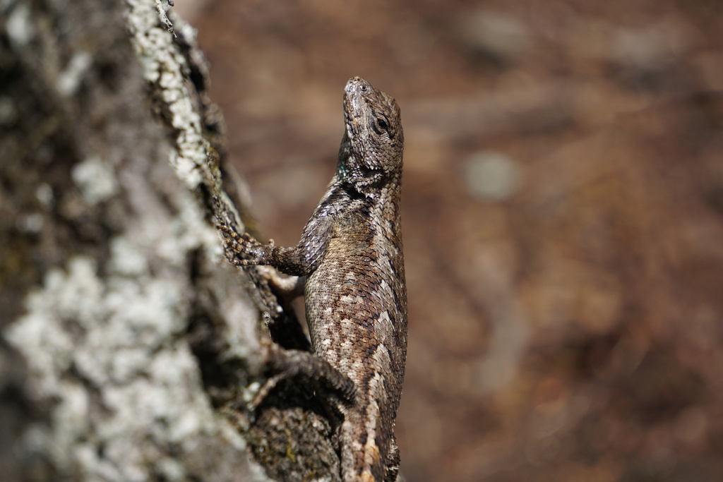 Eastern Fence Lizard from Oak Hill, TN, USA on May 11, 2022 at 12:22 PM ...