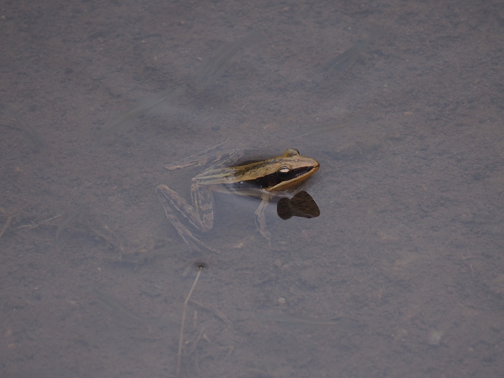 Nicobarese Frog from Pekalongan Regency, Central Java, Indonesia on May ...