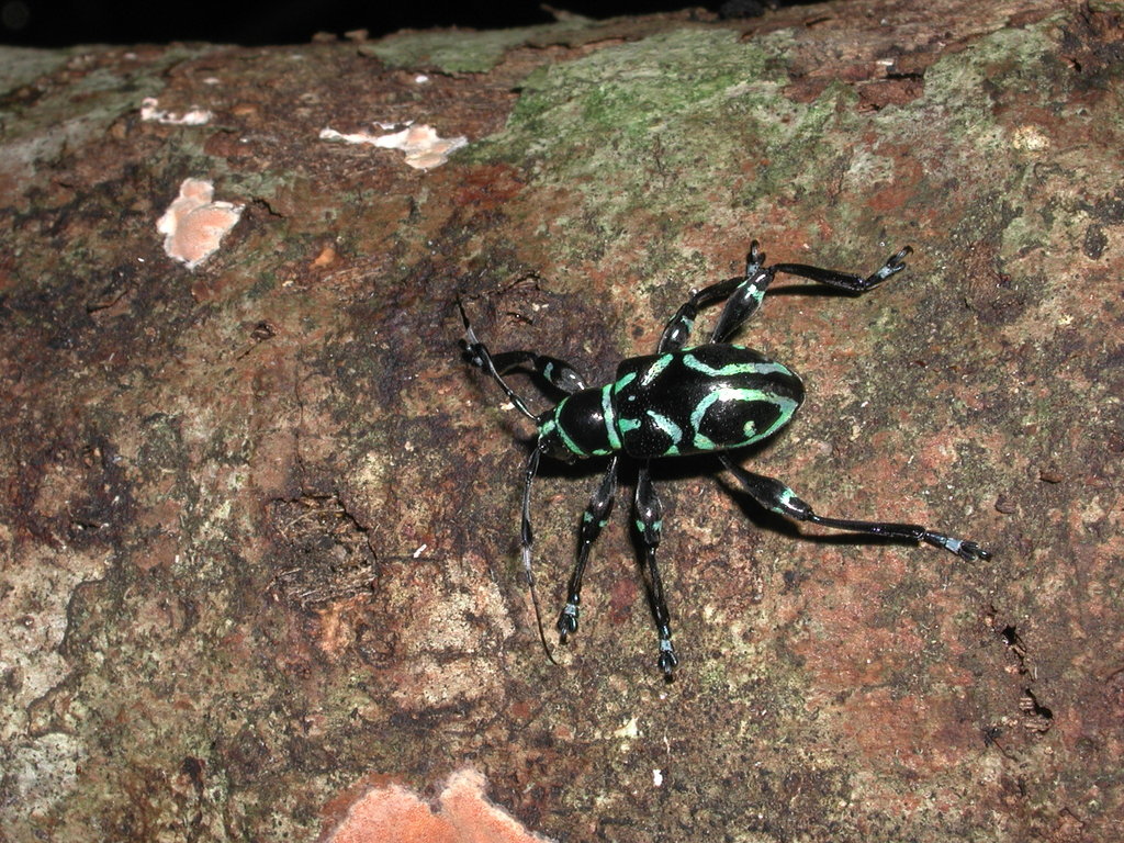 Doliops similis from 台灣台東縣 on June 05, 2001 at 11:39 AM by lecanorchis ...