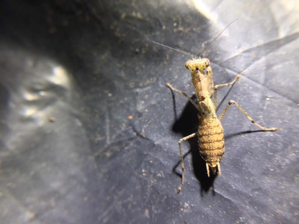 Amantis nawai from 南庄鄉, TW on February 26, 2022 at 09:26 PM by 曾粲然 ...