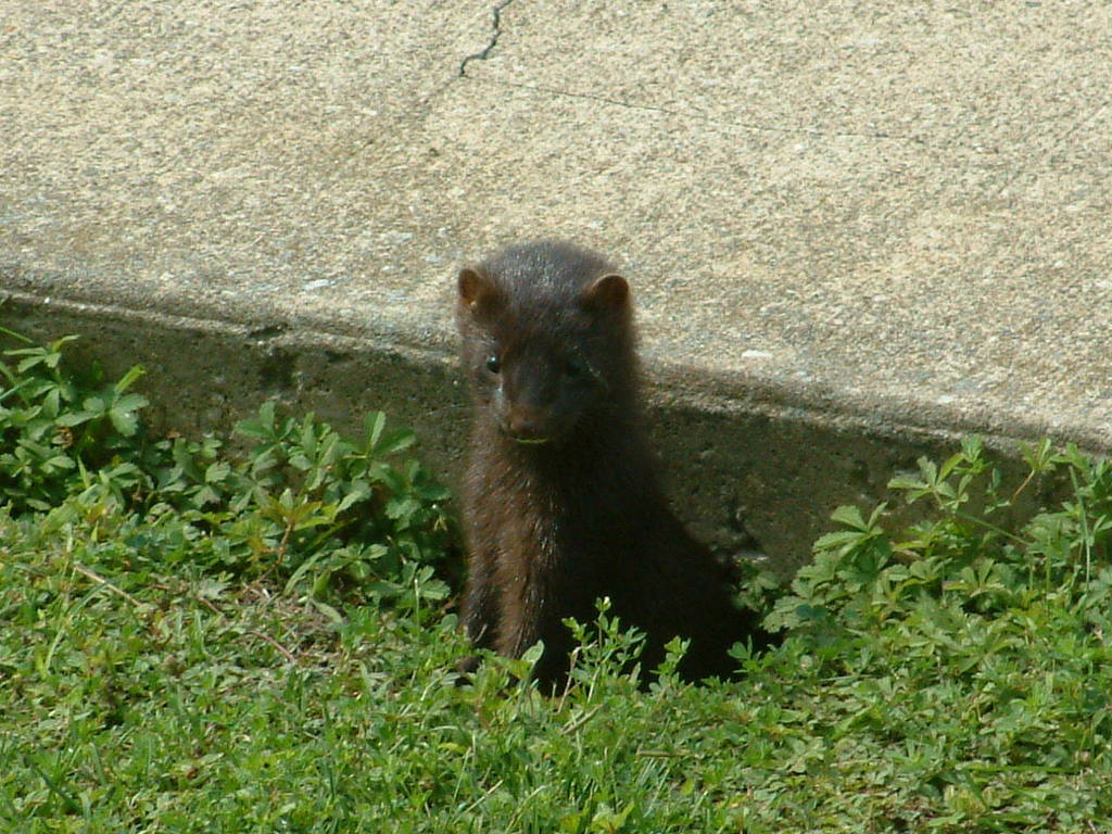 American Mink from Fairport Harbor,Ohio on August 02, 2014 at 11:43 AM ...