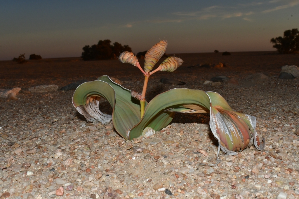 gnetophytes (Gnetopsida) - Botanical Realm
