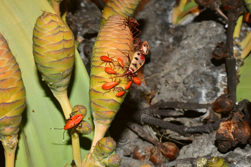 gnetophytes (Gnetopsida) - Botanical Realm