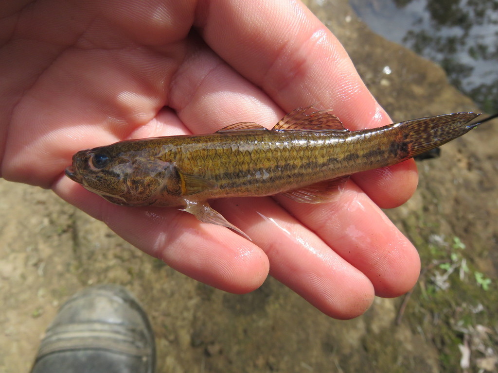 Cox's Gudgeon in July 2018 by Josh Magro. (c) g magro · iNaturalist