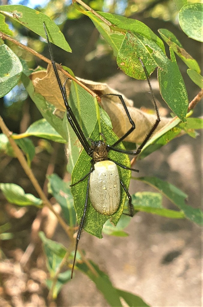 Hairy Golden Orb-weaving Spider from Chikomba, Zimbabwe on May 11, 2022 ...