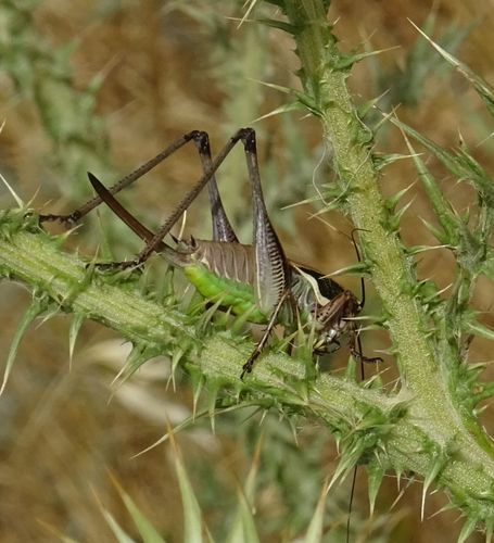 Eupholidoptera cypria · iNaturalist Mexico