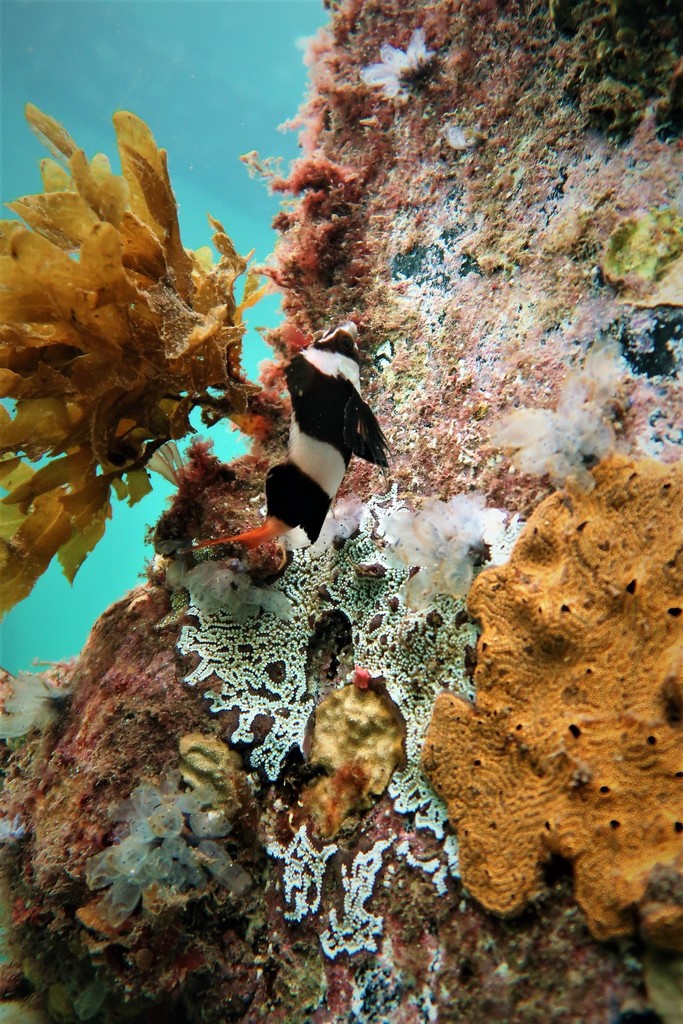 Magpie Perch from 5-7 Edith St, Edithburgh SA 5583, Australia on May 07 ...
