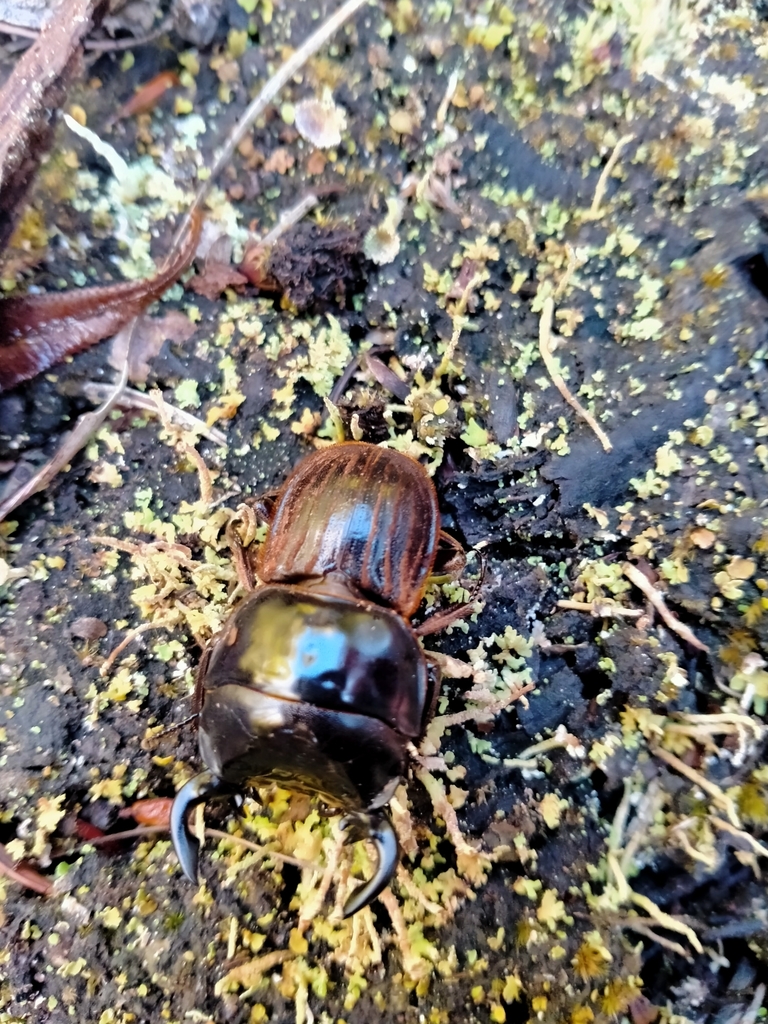 Helms's Stag Beetle from Southland, NZ-SO, NZ on May 5, 2022 at 02:39 ...