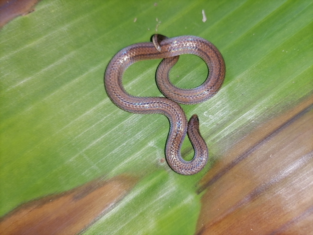 Three-lined Ground Snake (Atractus trilineatus) - Snakes and Lizards