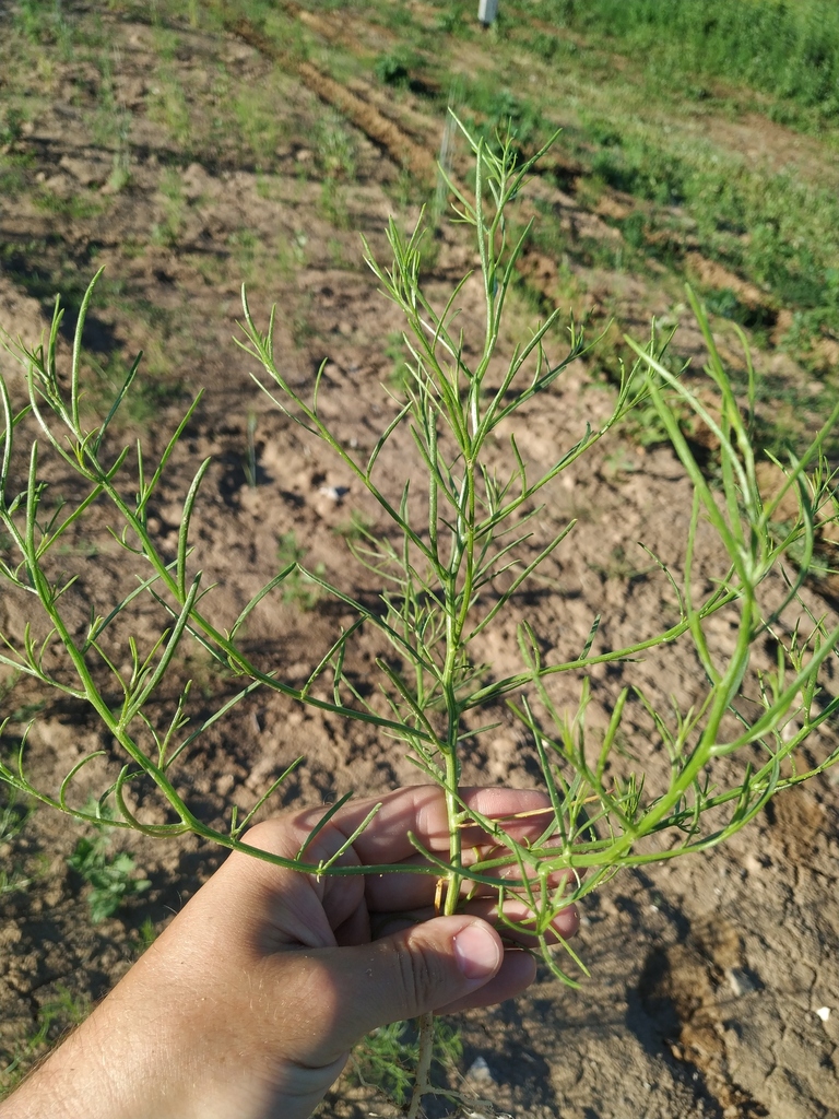 Prickly Russian Thistle from шоссе М-6, Иловлинский р-н, Волгоградская ...