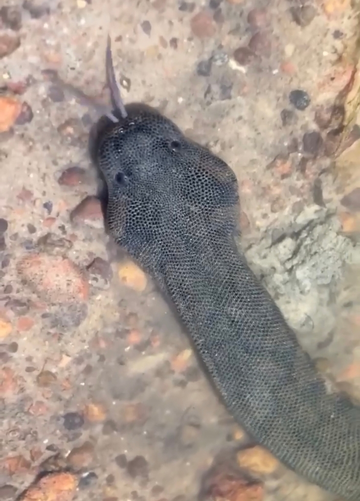 Arafura File Snake in May 2021 by Jesse Saofia · iNaturalist
