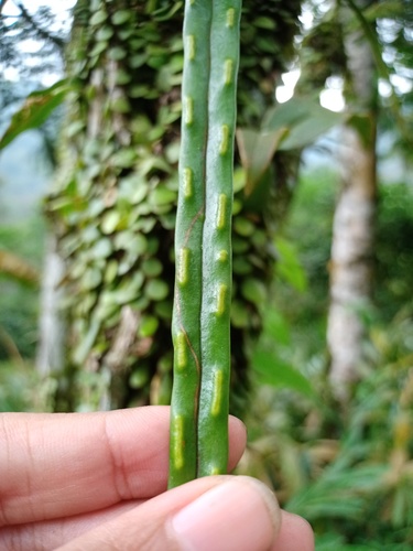 Genus Paragramma · iNaturalist