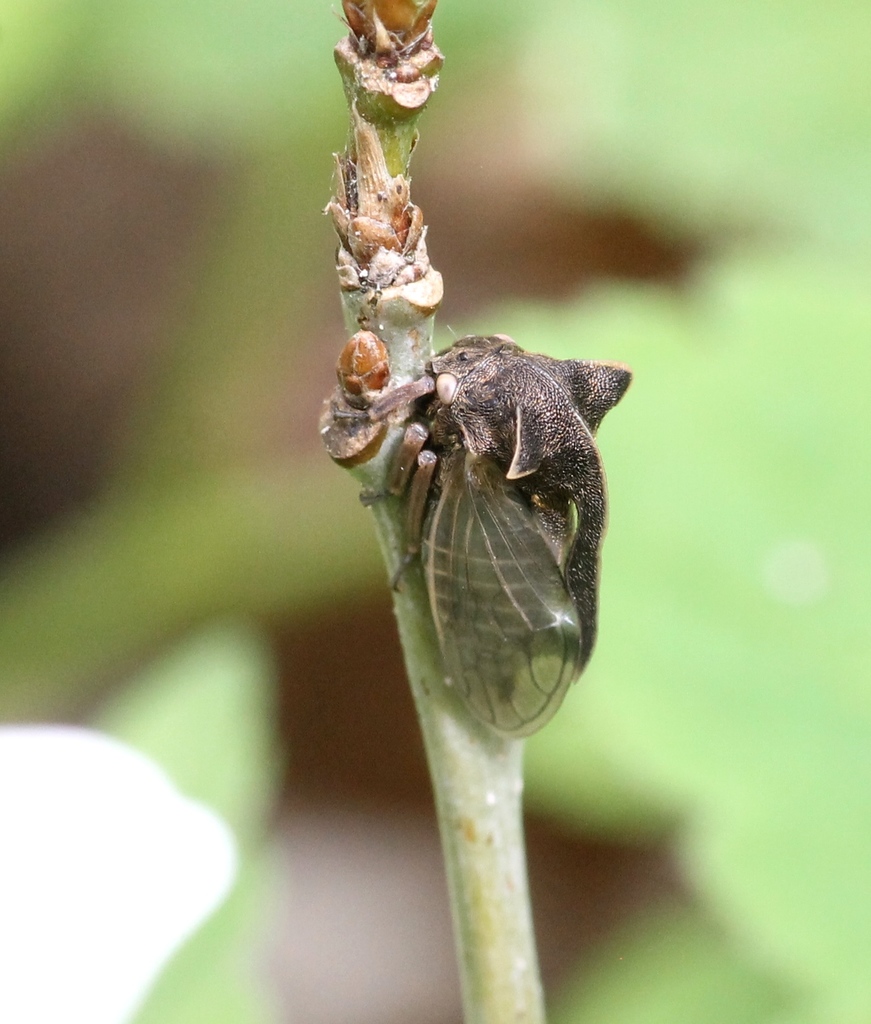 Horned Treehopper from Vilniaus r. sav., Lietuva on May 11, 2022 at 12: ...
