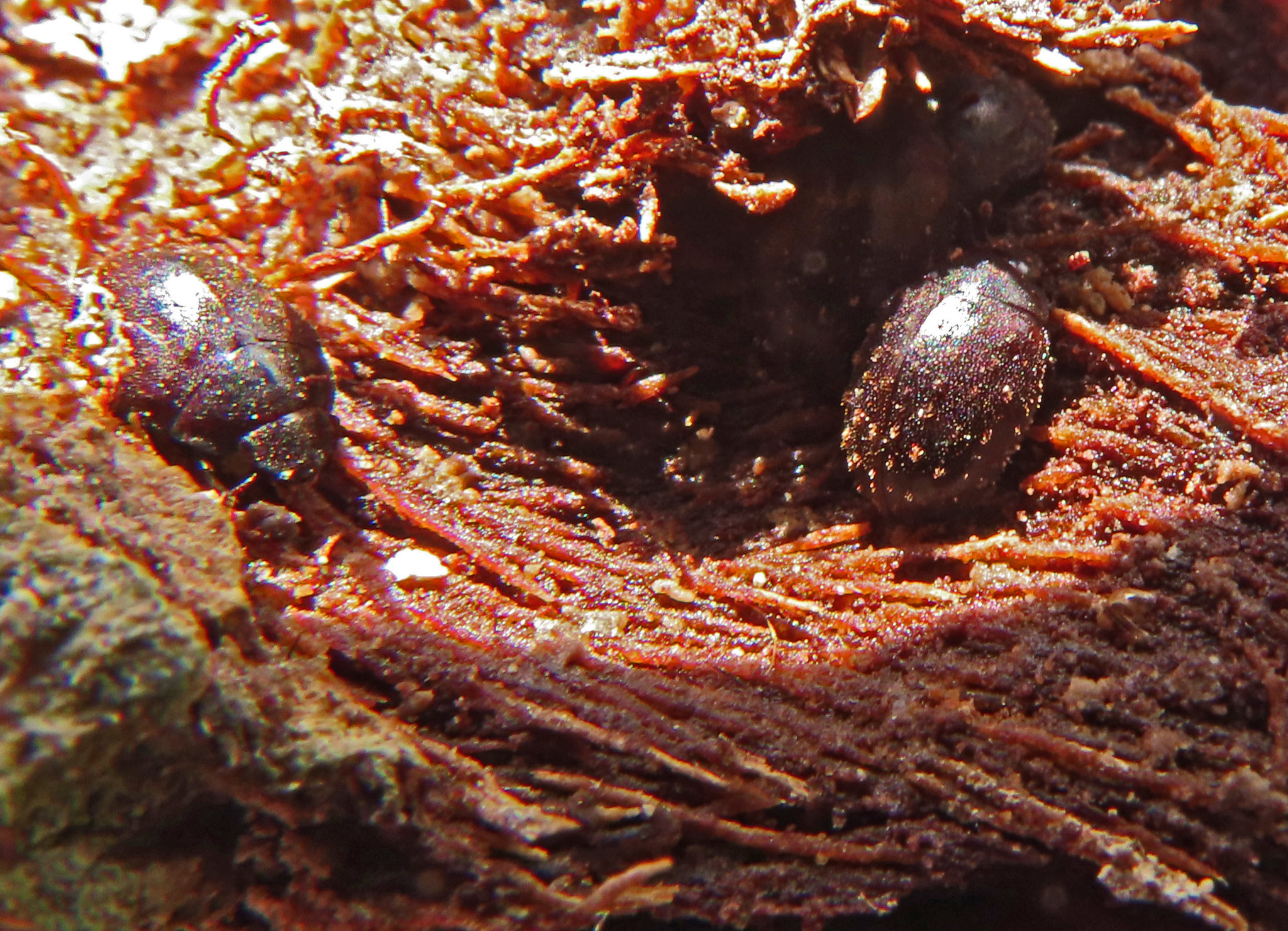 Nosodendridae