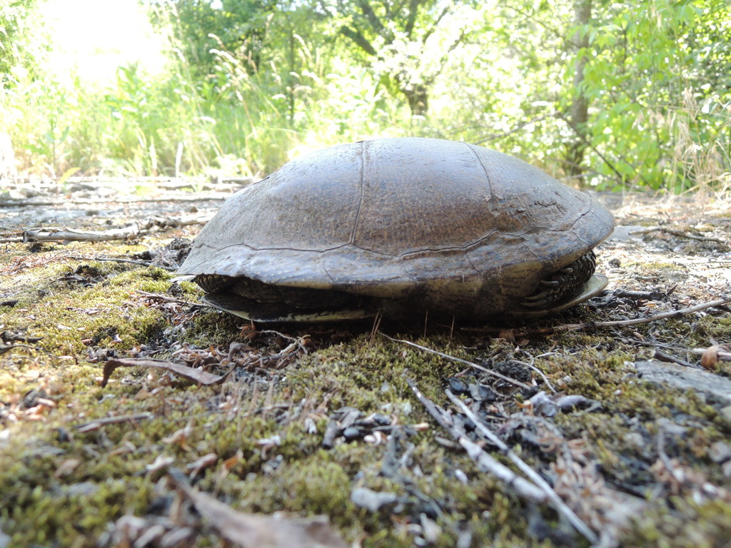 European Pond Turtle in June 2020 by Kutsokon Yuliya · iNaturalist