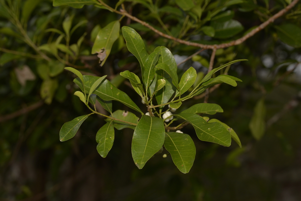 scented acronychia from Coffs Harbour - Pt A, New South Wales ...