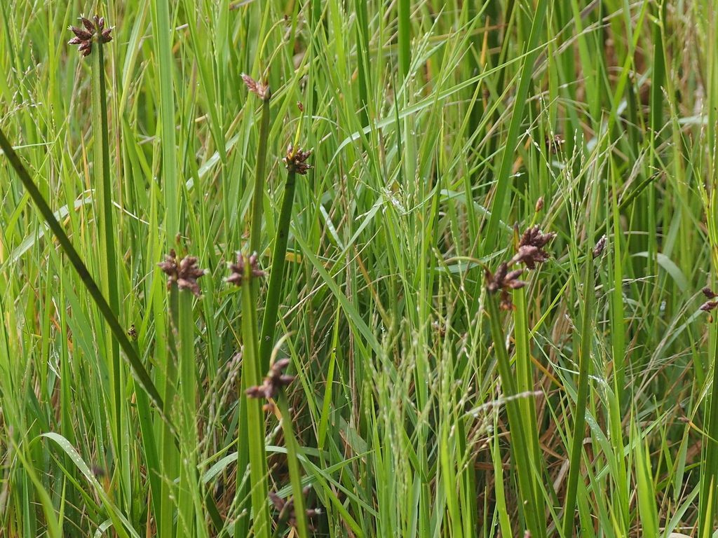 Bog Bulrush from Wonosobo Regency, Central Java, Indonesia on May 11 ...