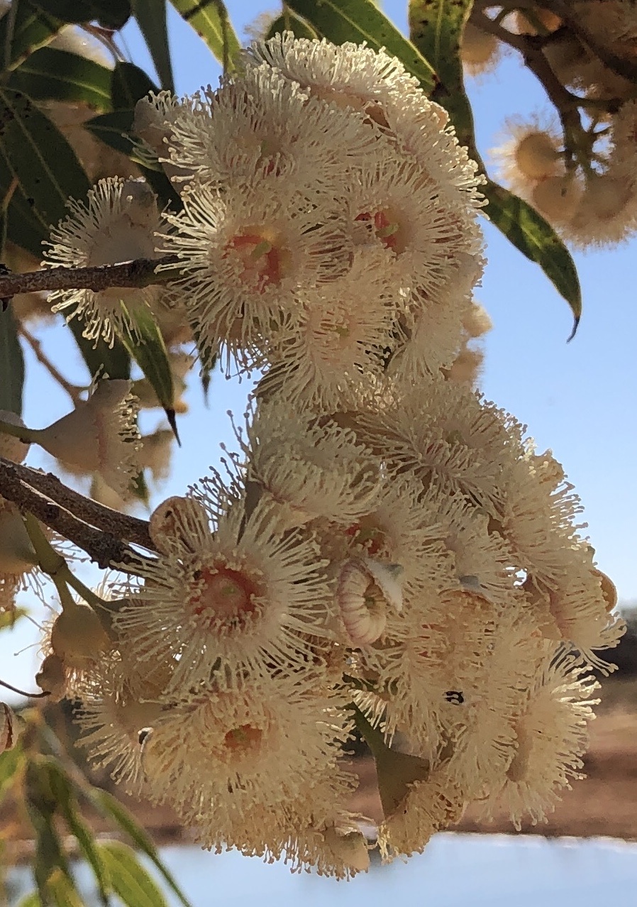 Corymbia terminalis (F.Muell.) K.D.Hill & L.A.S.Johnson