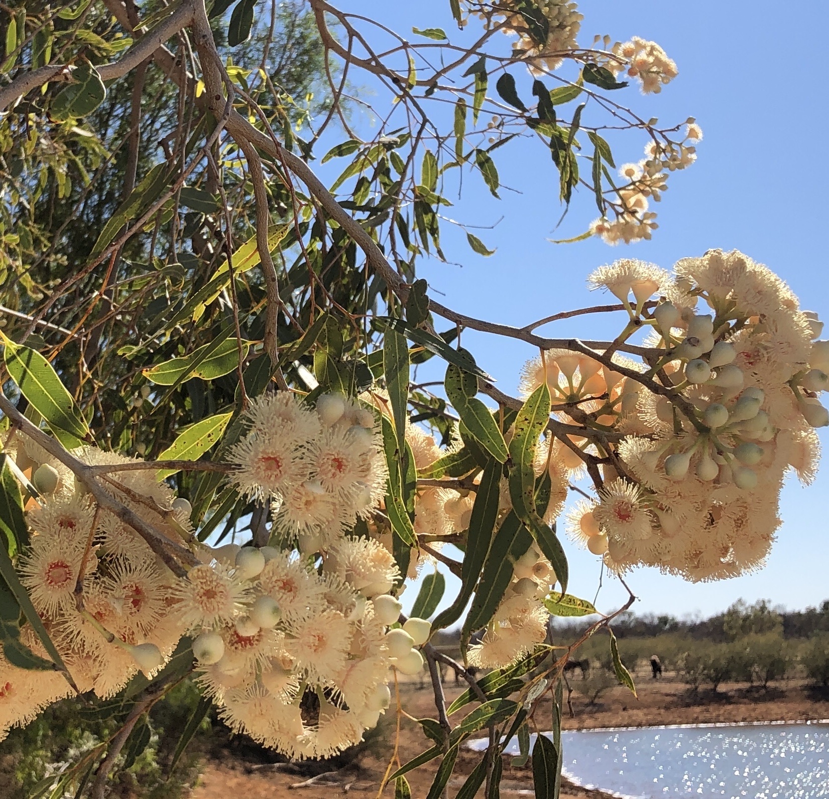 Corymbia terminalis (F.Muell.) K.D.Hill & L.A.S.Johnson
