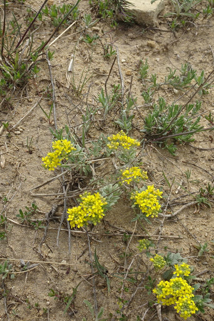 desert madwort from Петровский р-н, Ставропольский край, Россия on ...