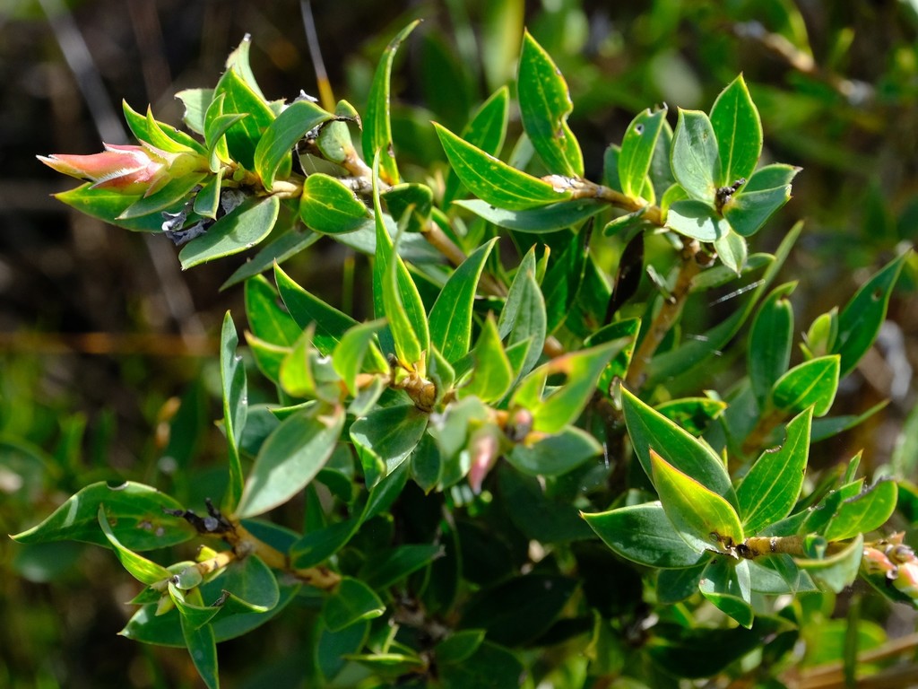 Liparia splendens comantha from l1 on May 10, 2022 at 02:23 PM by Nick ...