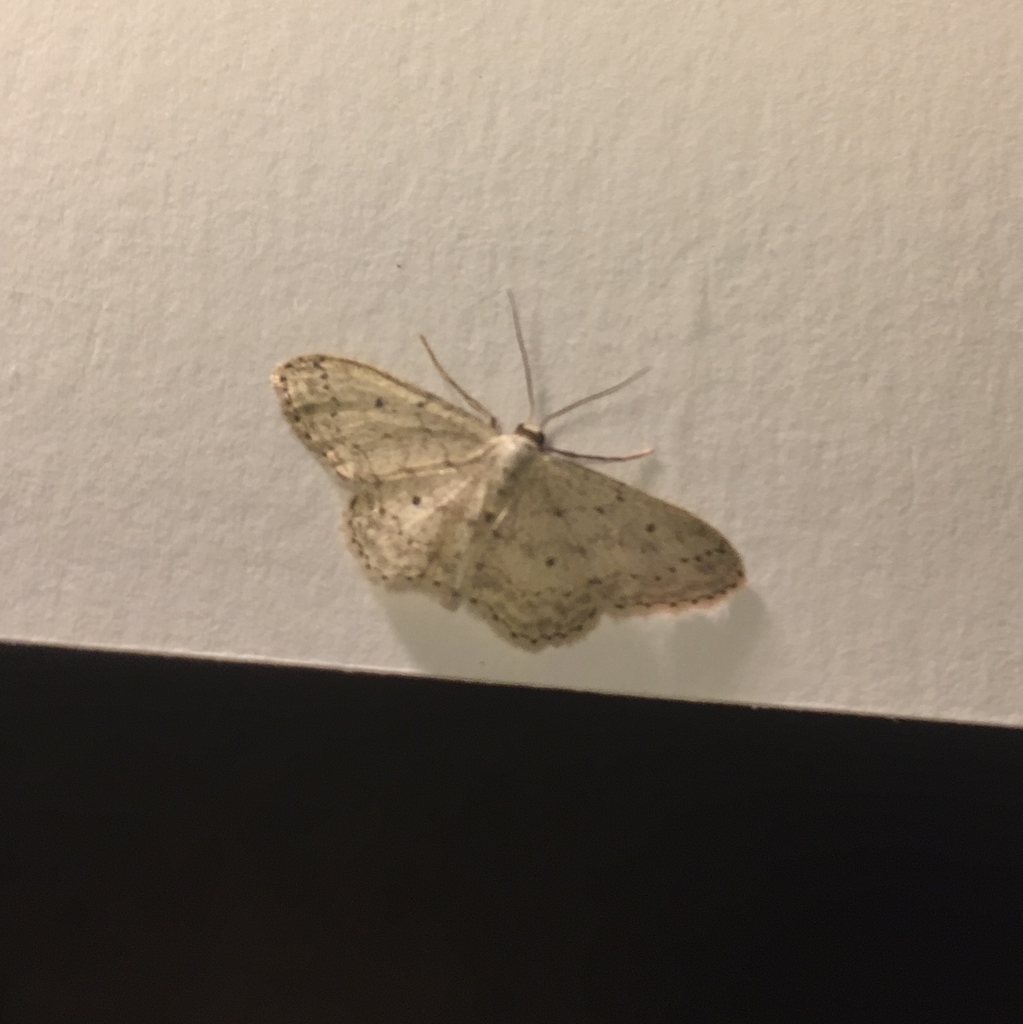 Small Dusty Wave from Fréjus, France on May 12, 2022 at 01:10 AM by ...