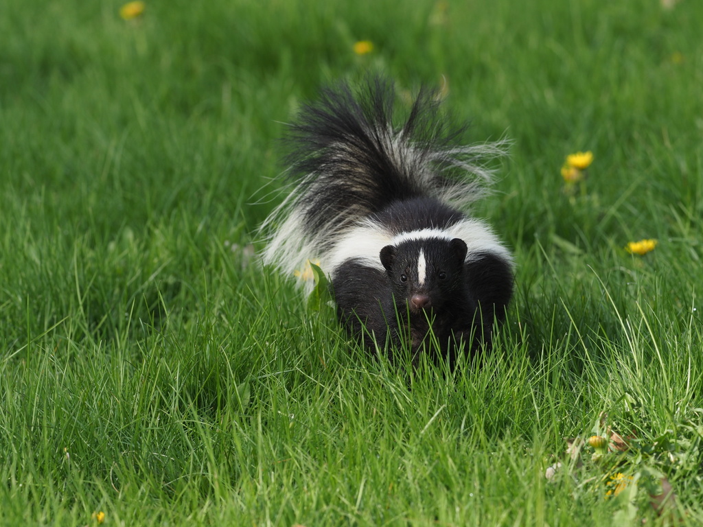 Striped Skunk from The Arboretum, University of Guelph, Guelph, ON, CA ...