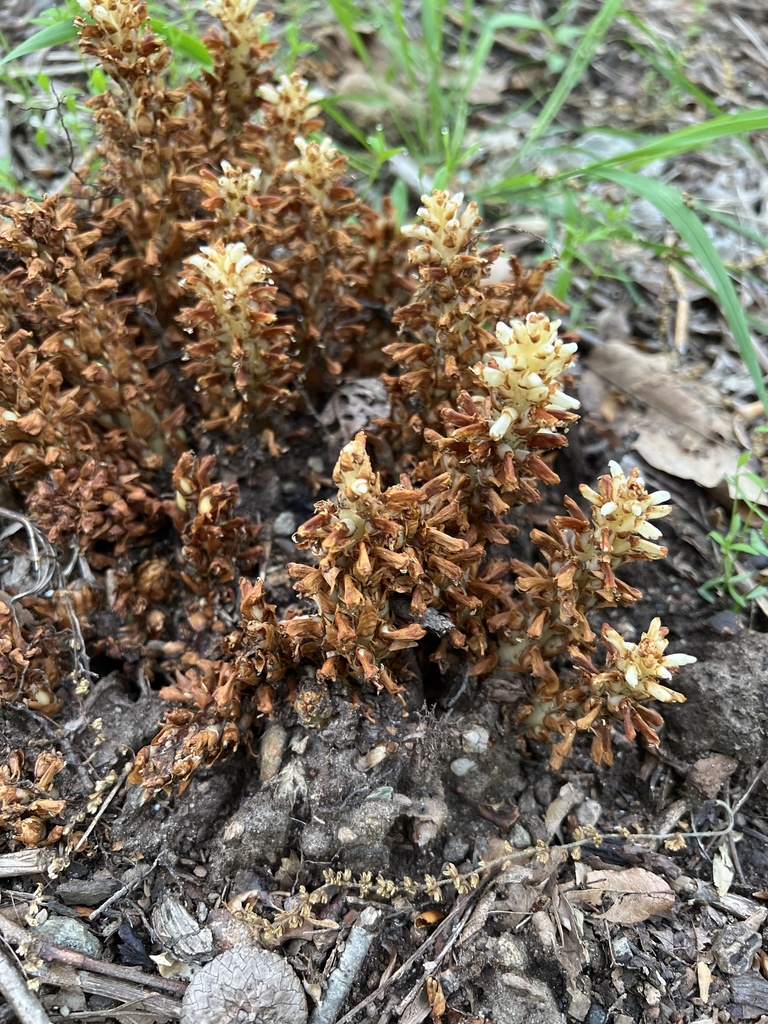 American cancer-root from Rock Creek Regional Park, Derwood, MD, US on ...