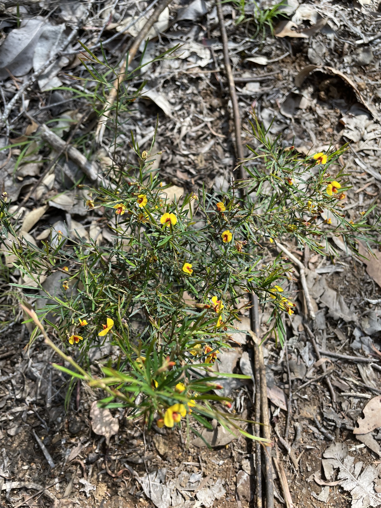 Bossiaea linophylla R.Br.