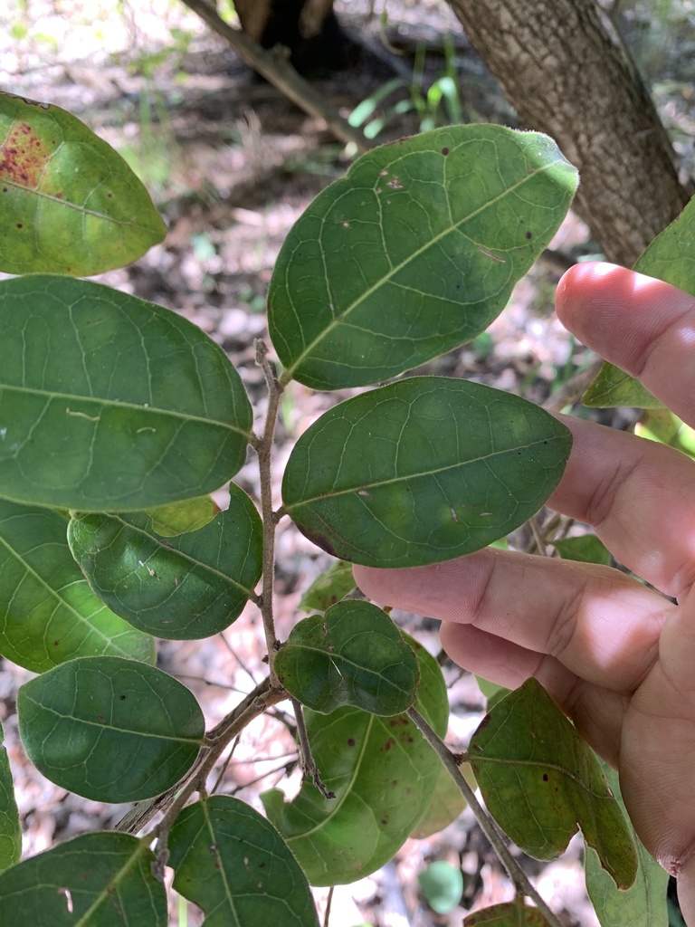 Figs from Carnarvon National Park, Carnarvon Park, QLD, AU on April 17 ...