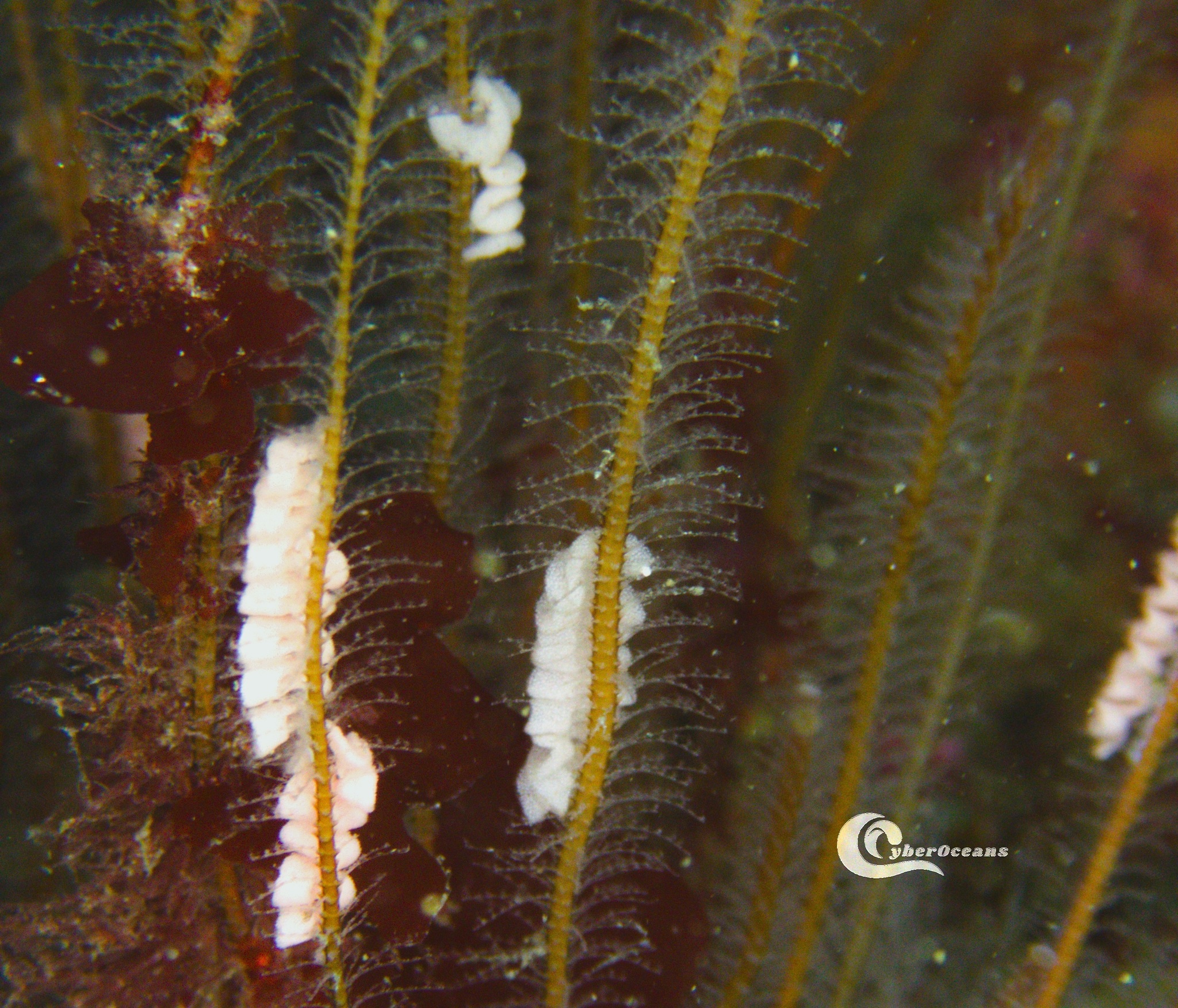 Doto pinnatifida (Montagu, 1804)