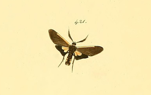 Aphra flavicosta · iNaturalist