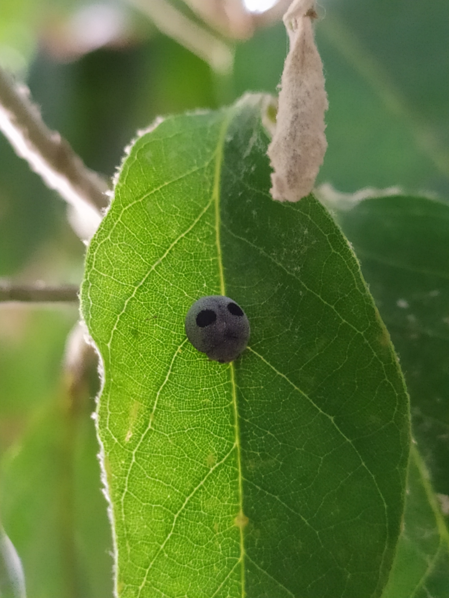 Azya orbigera Mulsant, 1850