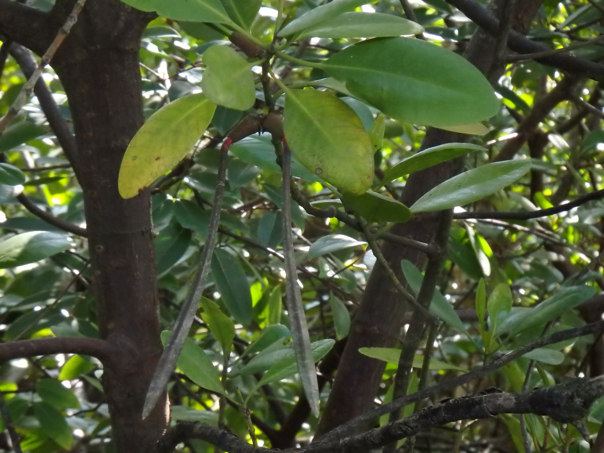 Ceriops zippeliana Blume