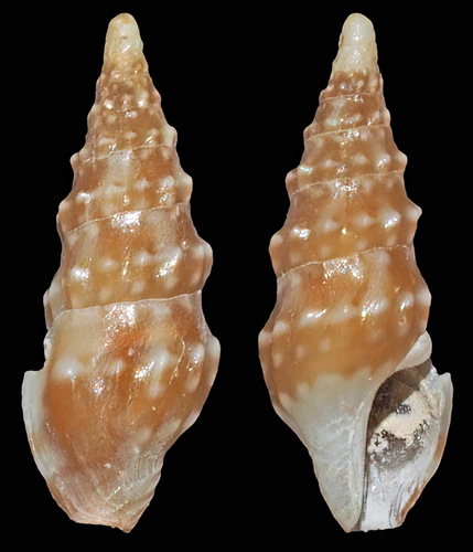 Clavus virginieae · iNaturalist