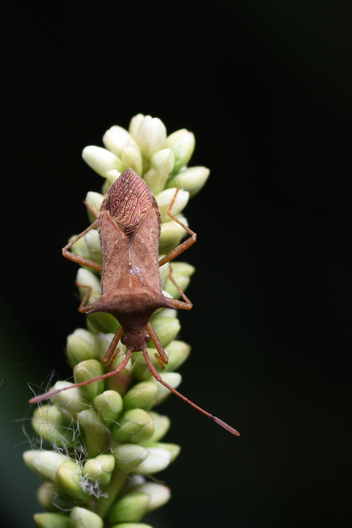 Cletus bipunctatus (Herrich-Schäffer, 1840)