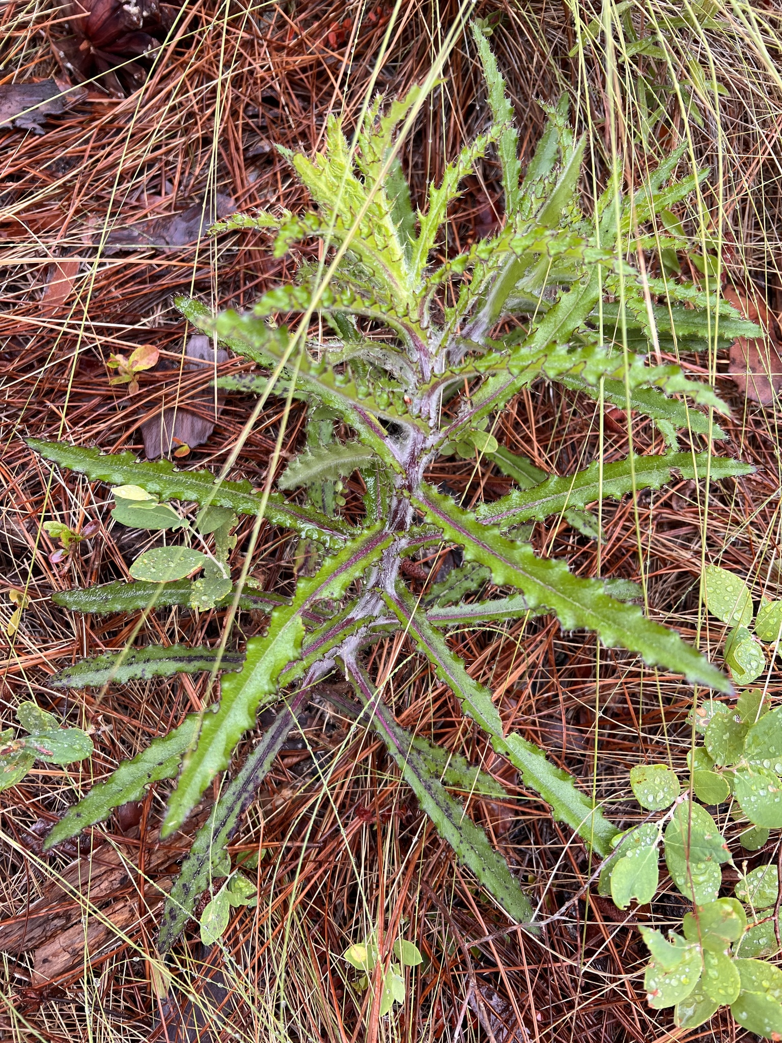 Cirsium repandum Michx.