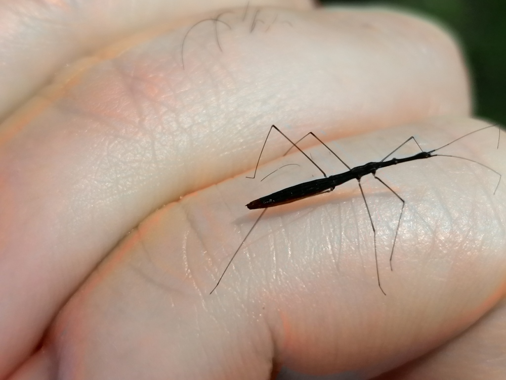 Common Water Measurer in April 2022 by zighost · iNaturalist