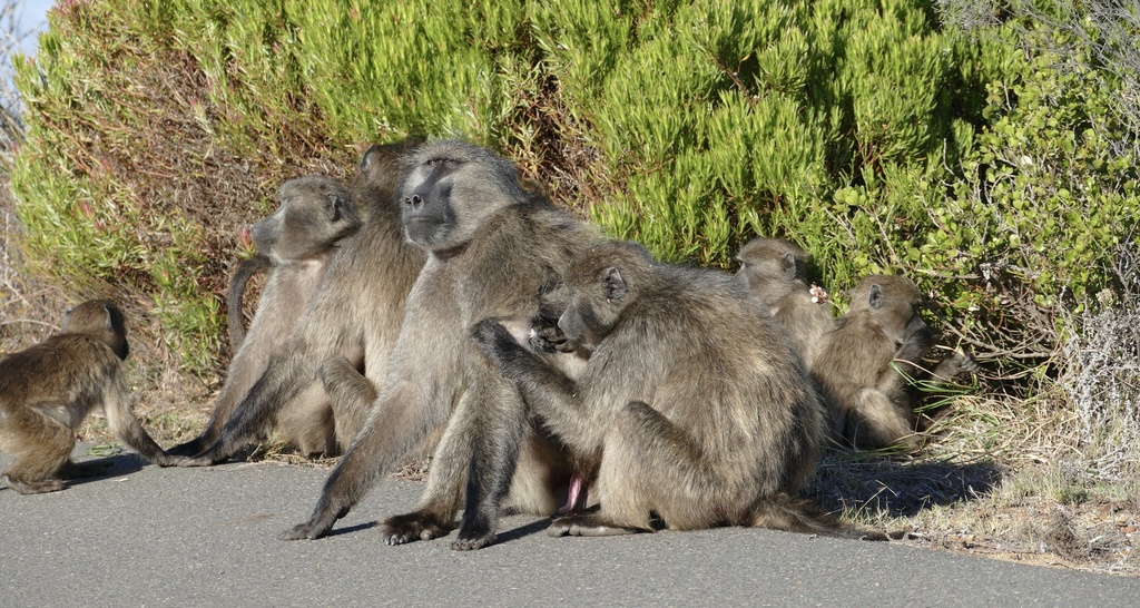 Cape Chacma Baboon from Table Mountain National Park, Cape Point, WC ...