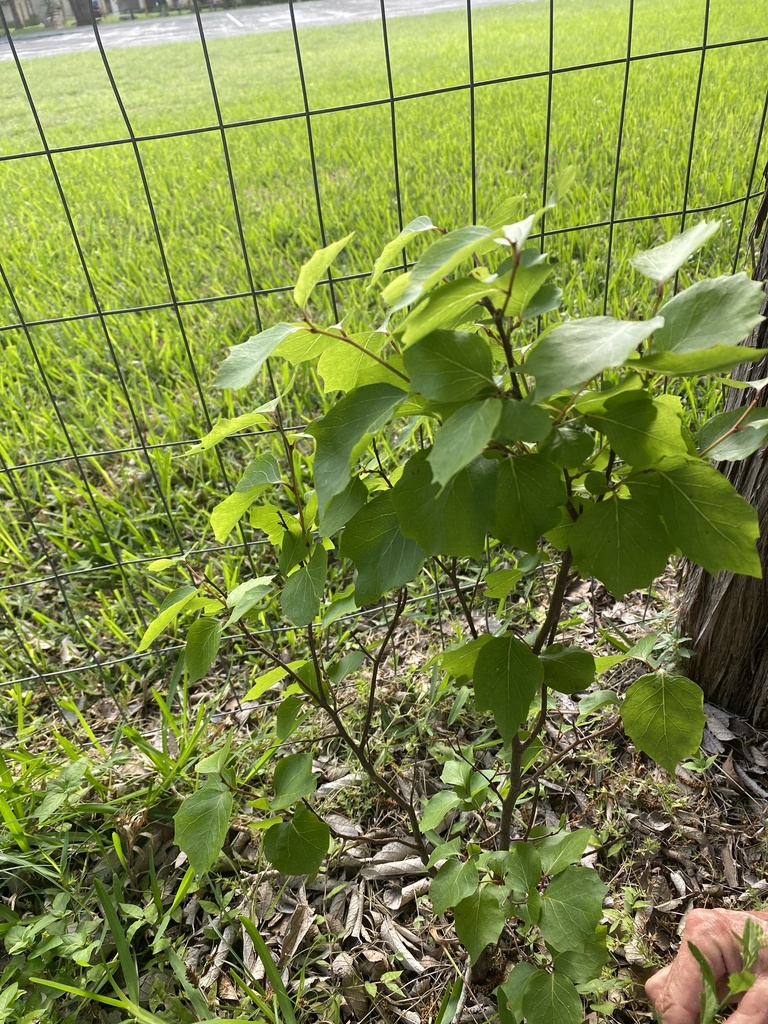 Sycamore-leaf Snowbell from County Road 1492, Wimberley, TX, US on May ...