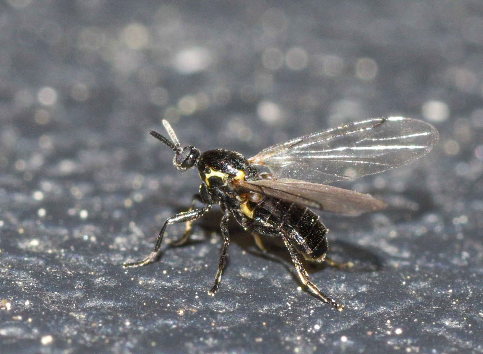 Scatopse notata (Linnaeus, 1758)
